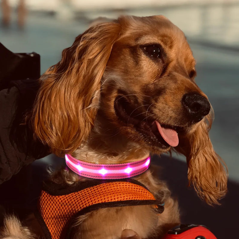 Waterproof LED Dog Collar | Rechargeable Dog LED Collars